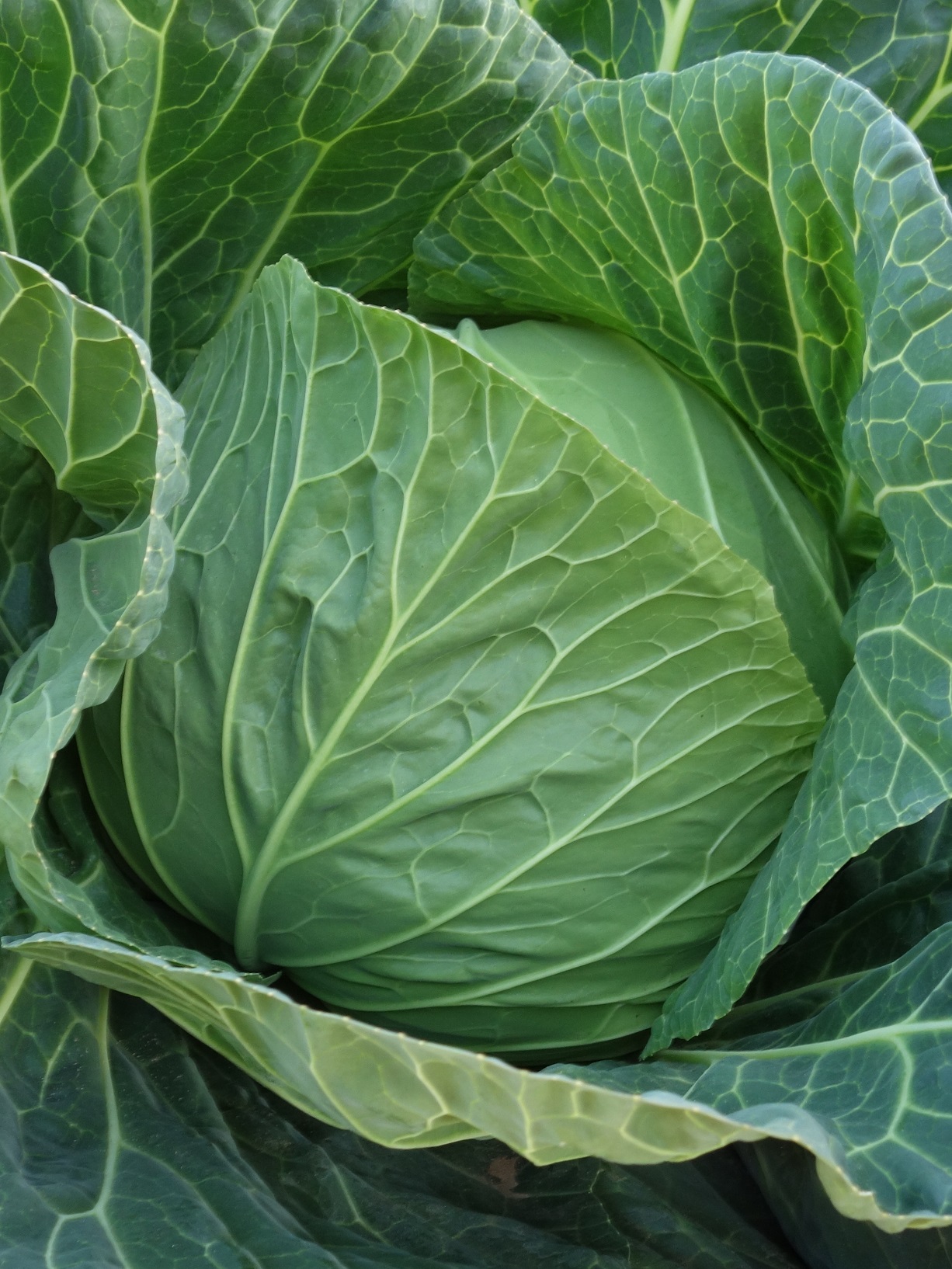 あおなみ - 株式会社 日本農林社